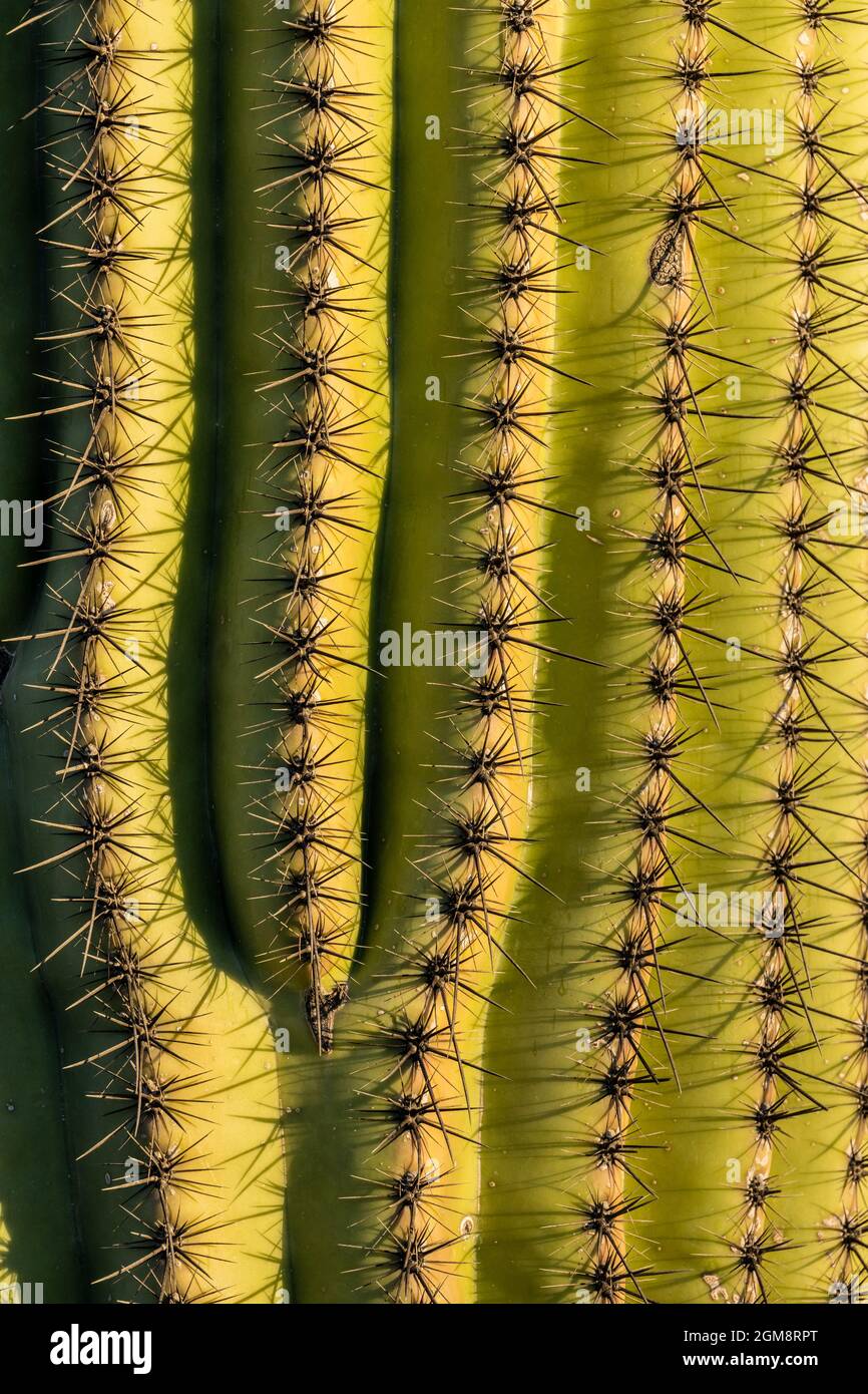 Veins Split on Surface of Saguaro Cactus in sonoran desert Stock Photo ...
