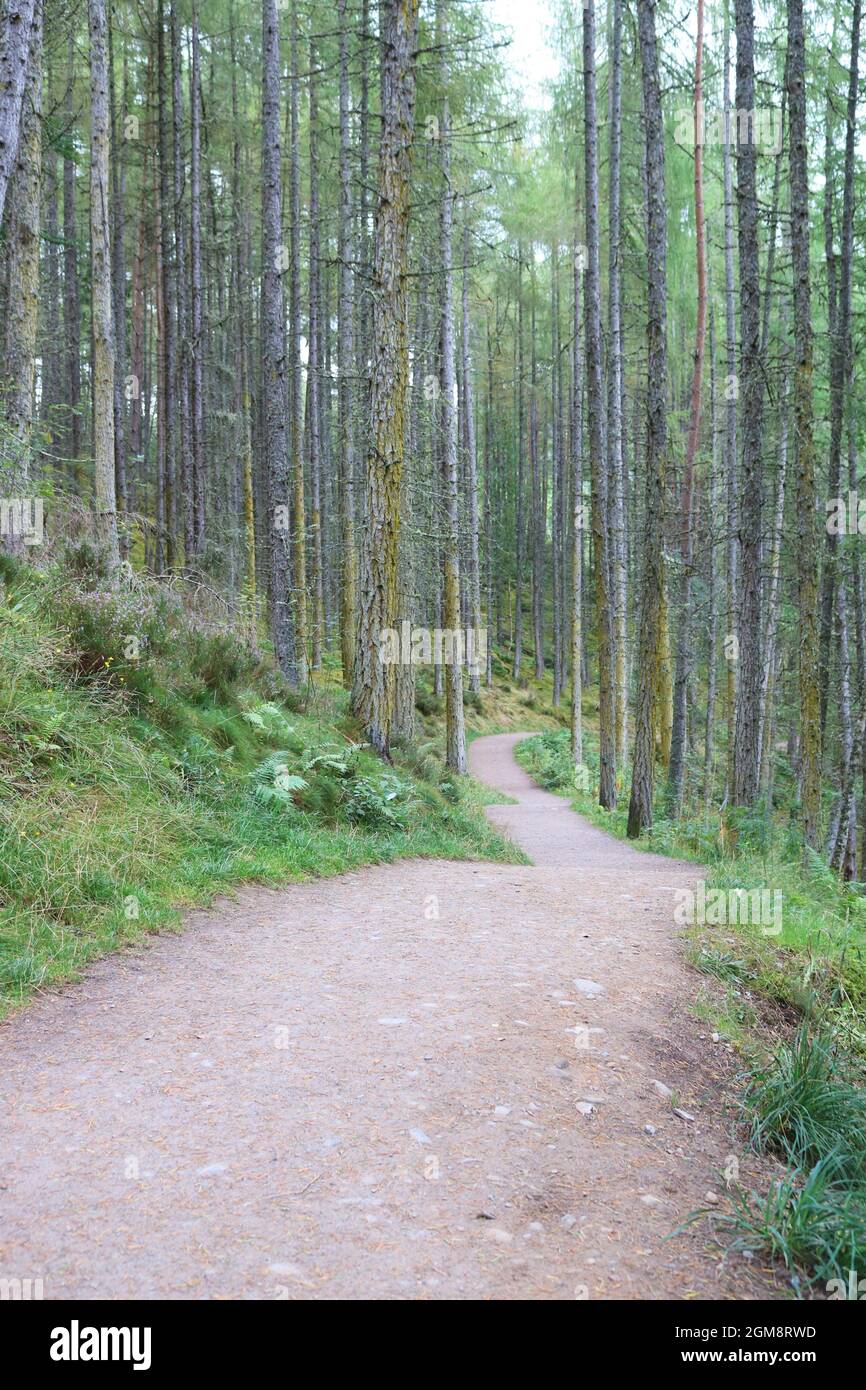 Rogie Falls / Blackwater River, Contin, Scottish Highlands Stock Photo ...