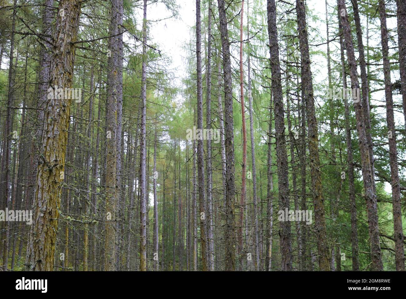 Rogie Falls / Blackwater River, Contin, Scottish Highlands Stock Photo ...
