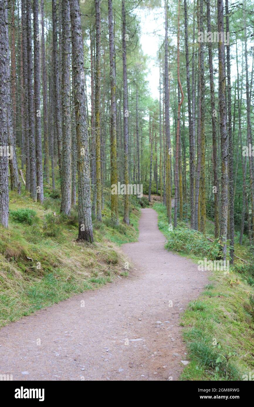 Rogie Falls / Blackwater River, Contin, Scottish Highlands Stock Photo ...