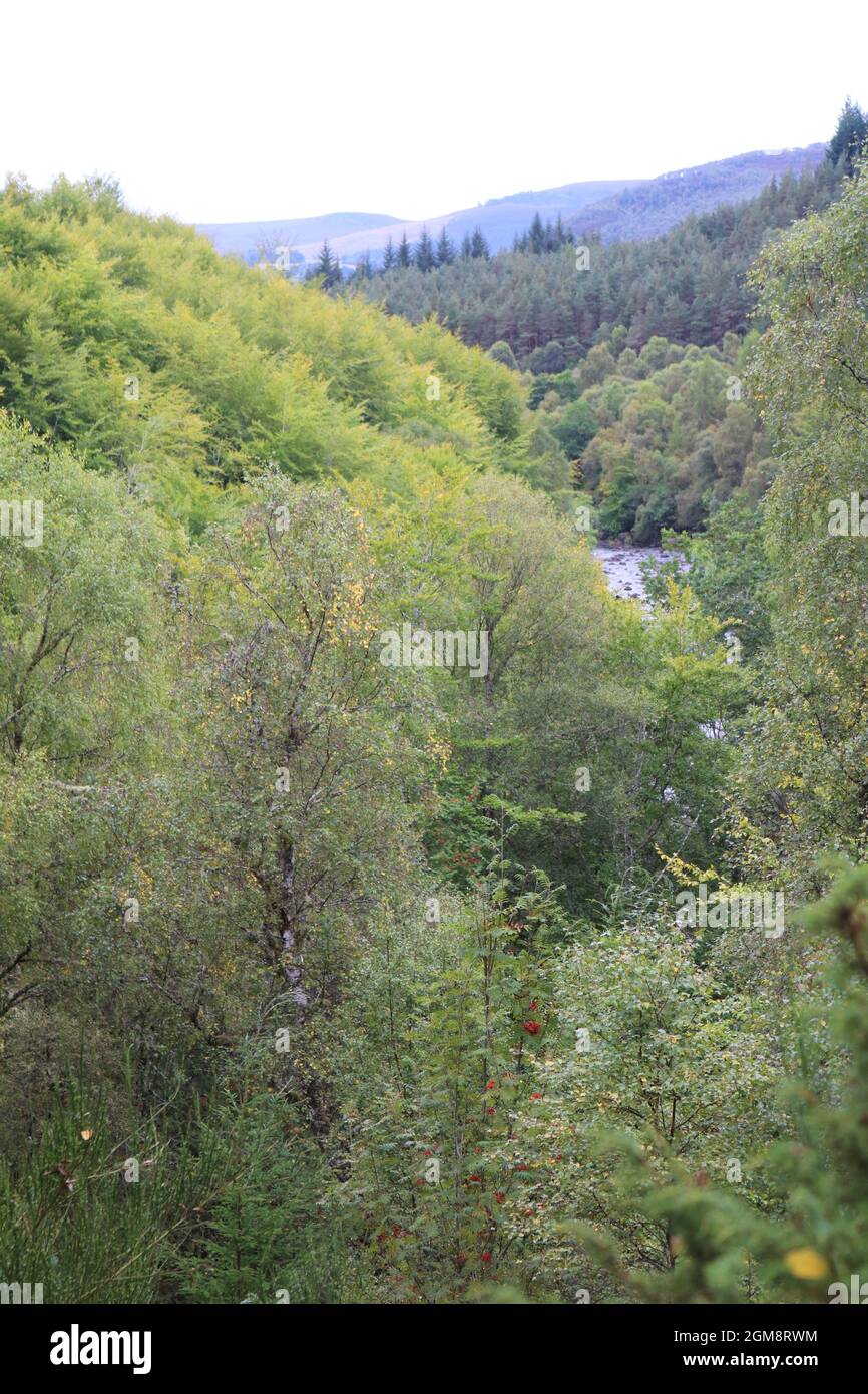 Contin forest hi-res stock photography and images - Alamy