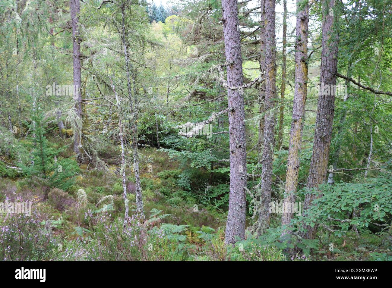 Rogie Falls / Blackwater River, Contin, Scottish Highlands Stock Photo ...