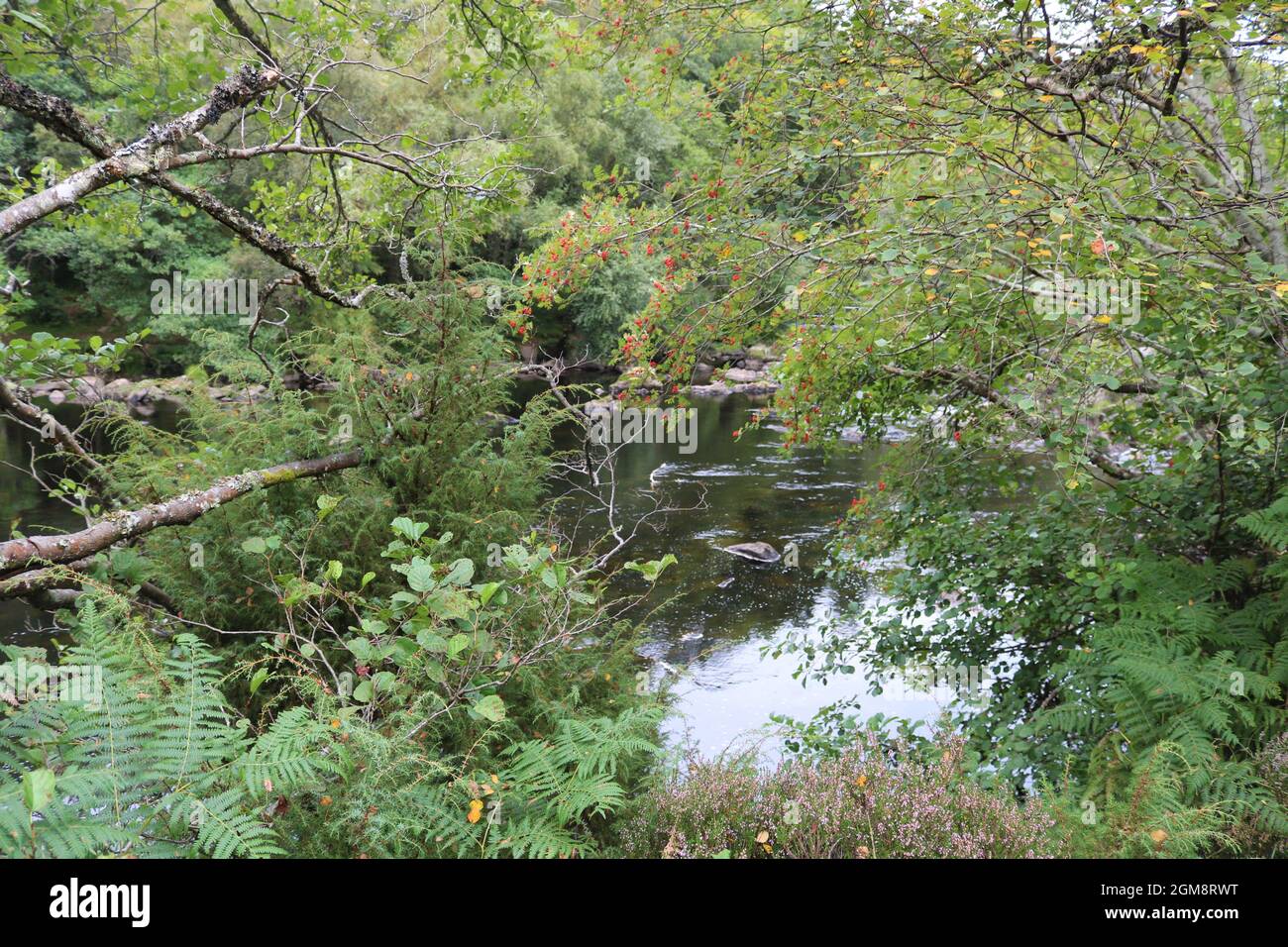 Rogie Falls / Blackwater River, Contin, Scottish Highlands Stock Photo ...