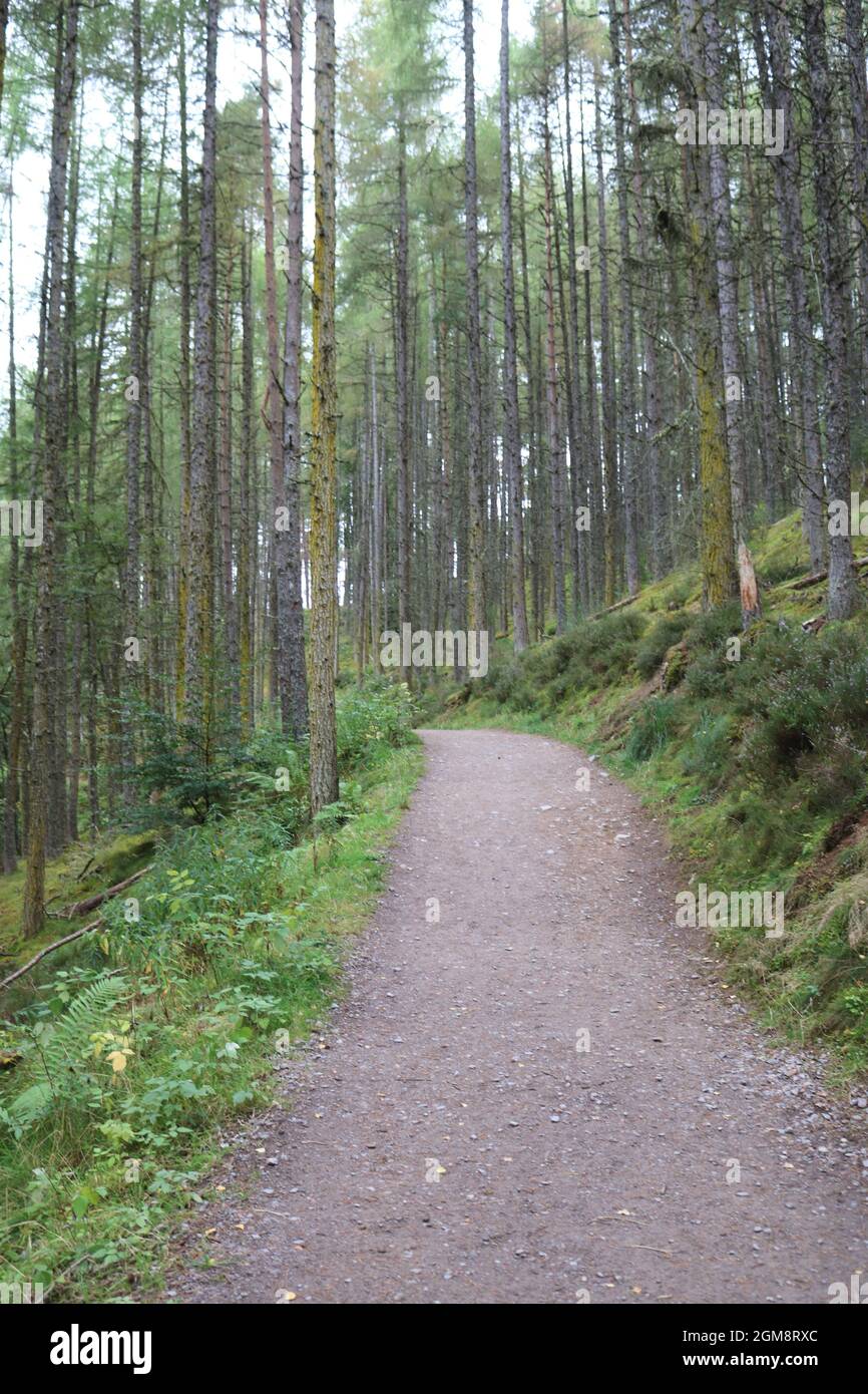 Contin forest hi-res stock photography and images - Alamy