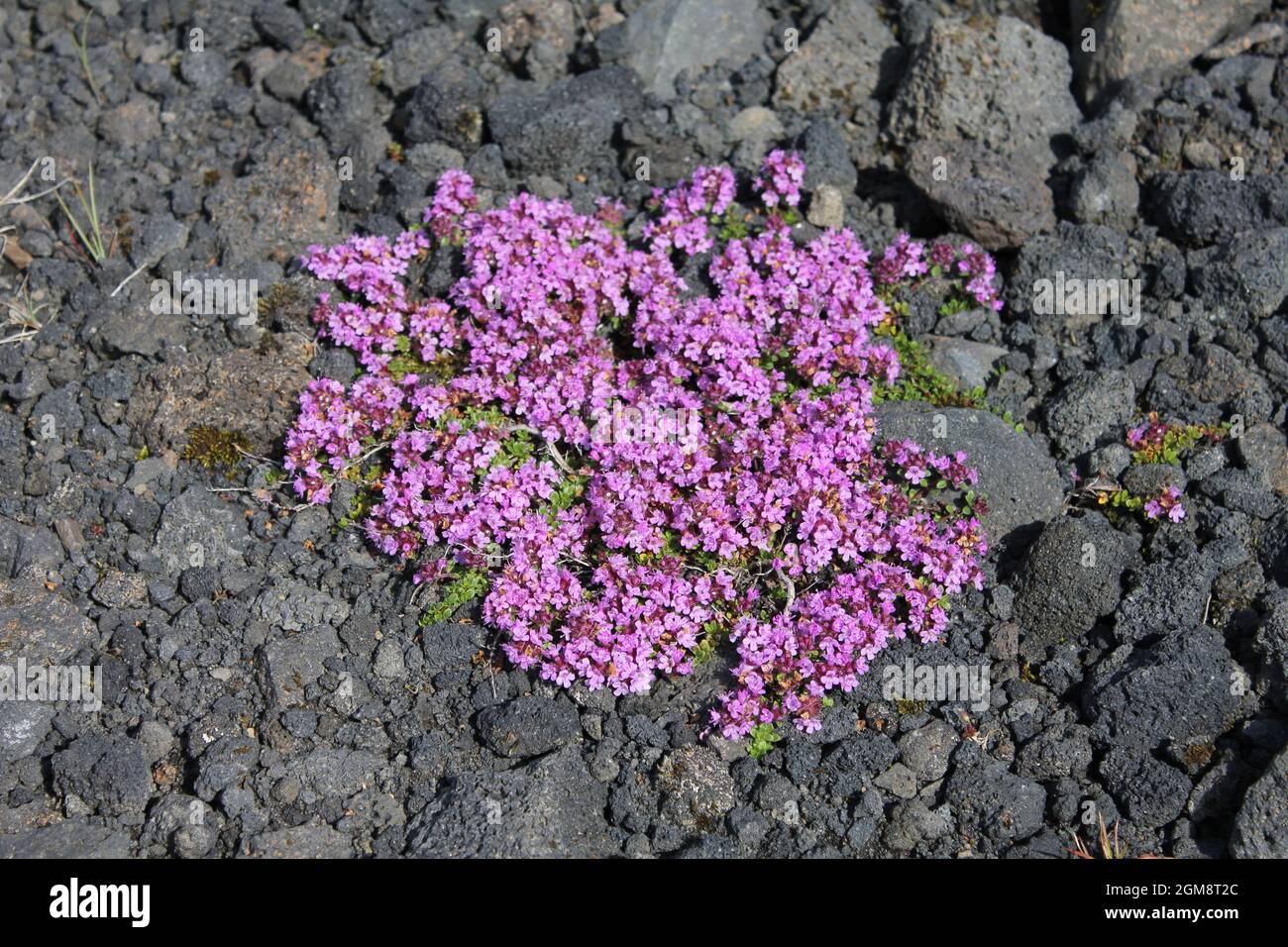 Lava flower hi-res stock photography and images - Alamy