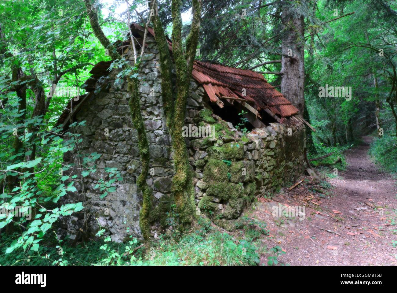 ruin of stone cabin in forest with collapsed roof Stock Photo - Alamy