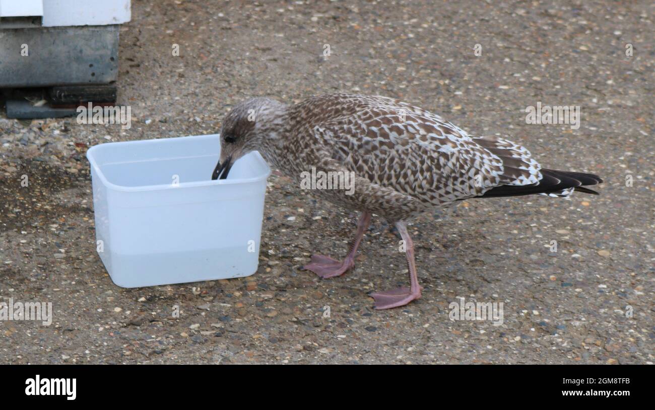 Young seagull drinking water from hi-res stock photography and images ...