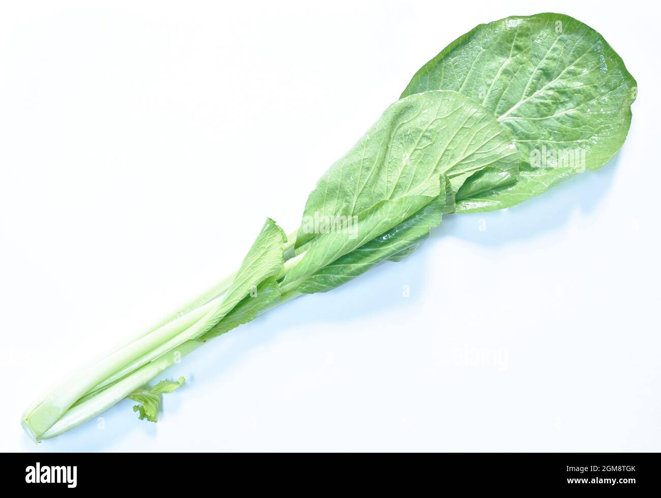 fresh green Chinese cabbage vegetable salad with drop of water ...