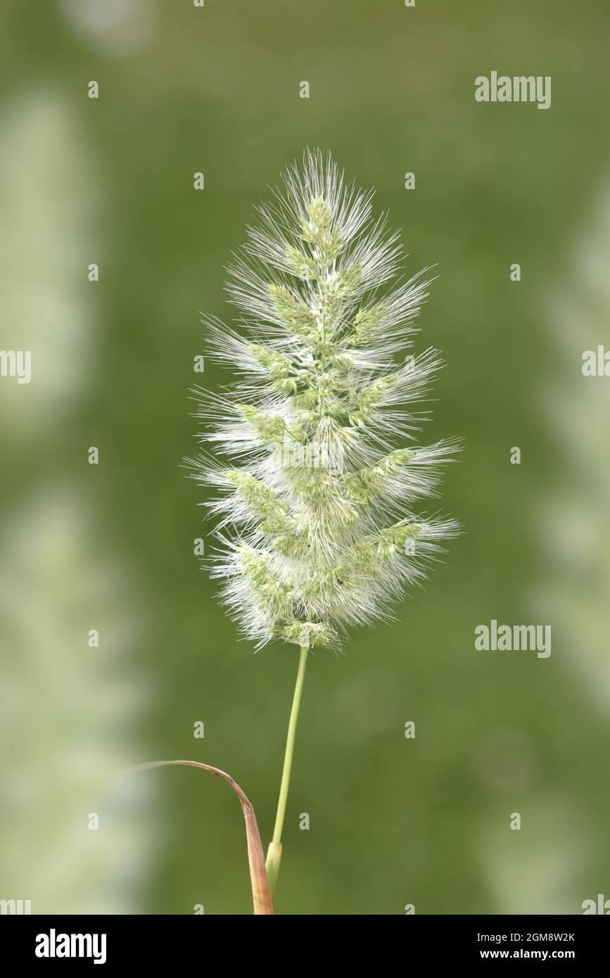 Annual beard grass hi-res stock photography and images - Alamy