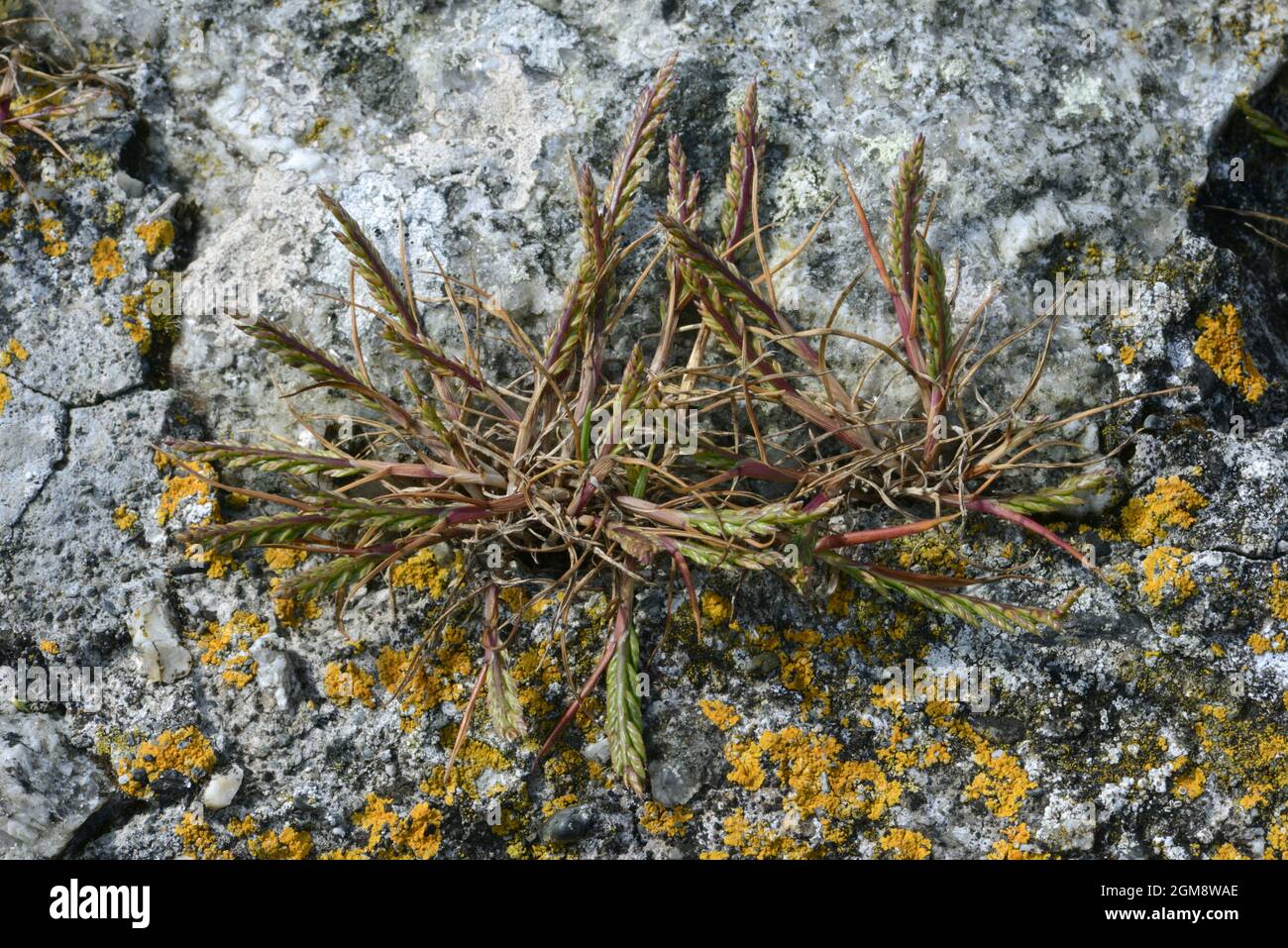 Sea Fern-grass - Catapodium marinum Stock Photo - Alamy