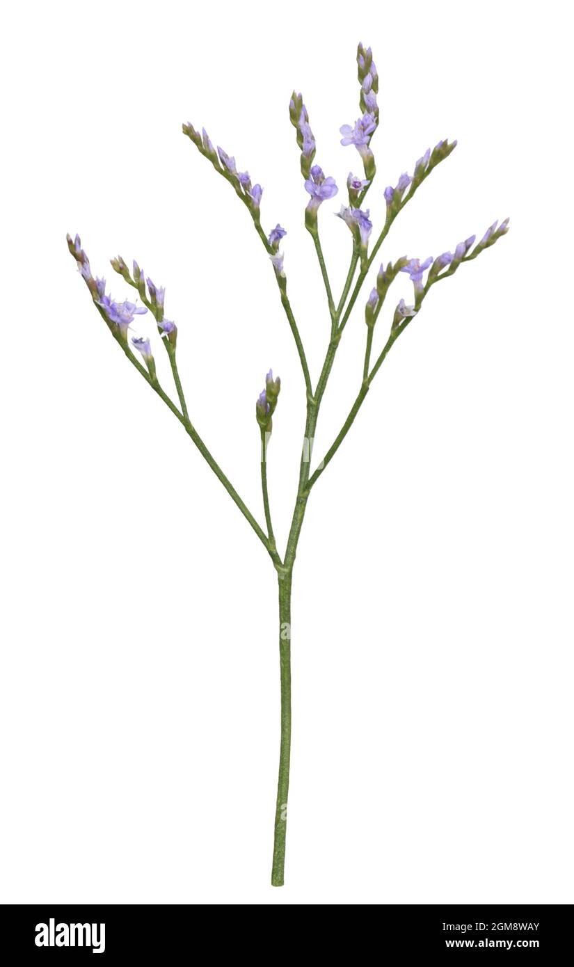 Lax-flowered Sea-lavender - Limonium humile Stock Photo - Alamy