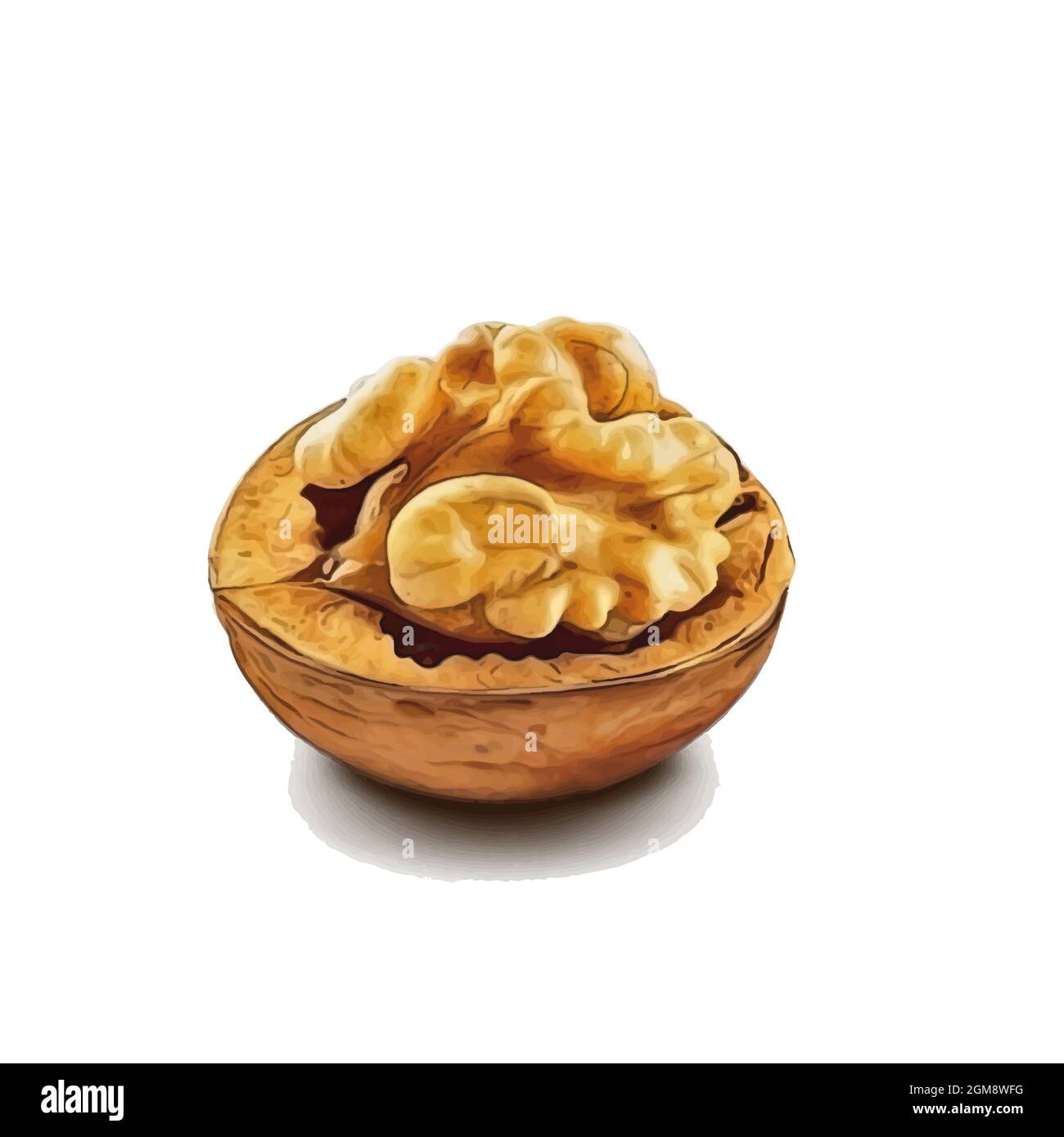 vector illustration of a walnut painted in watercolor on a white ...