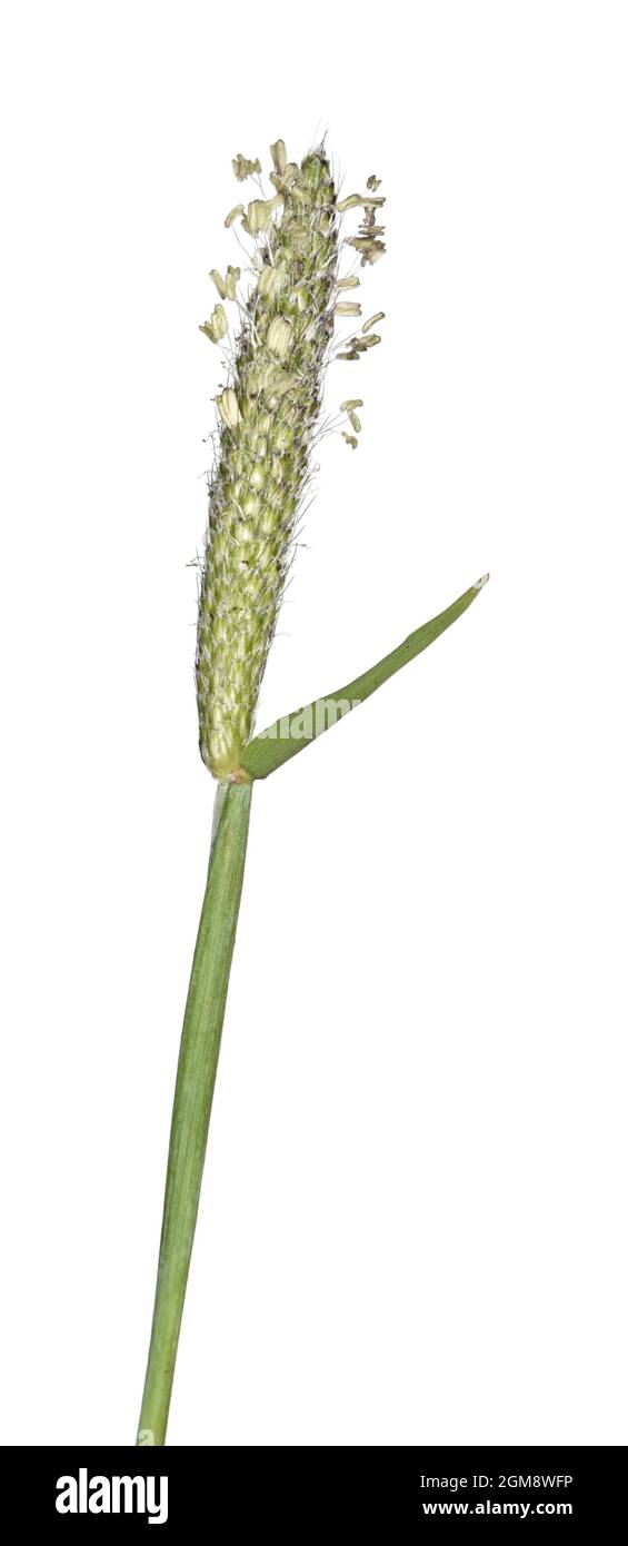 Bulbous Foxtail - Alopecurus bulbosus Stock Photo - Alamy