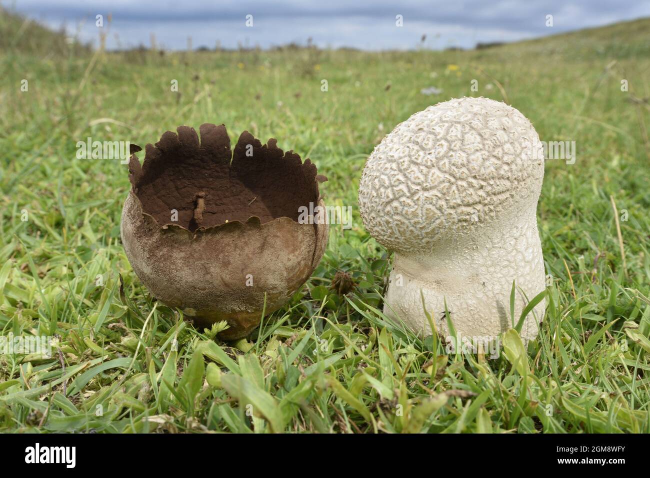 Mosaic puffball hi-res stock photography and images - Alamy