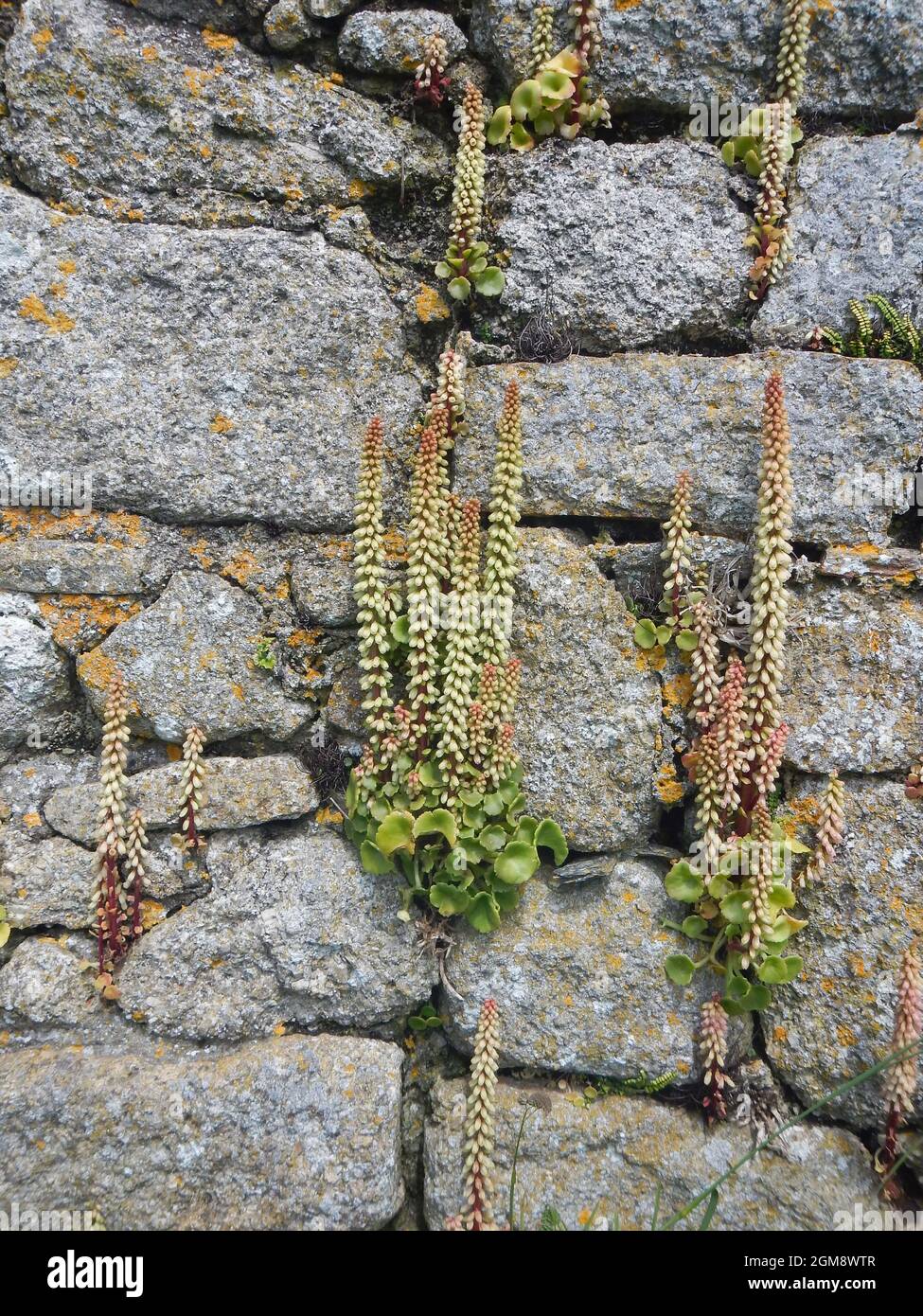 Navelwort - Umbilicus rupestris Stock Photo - Alamy