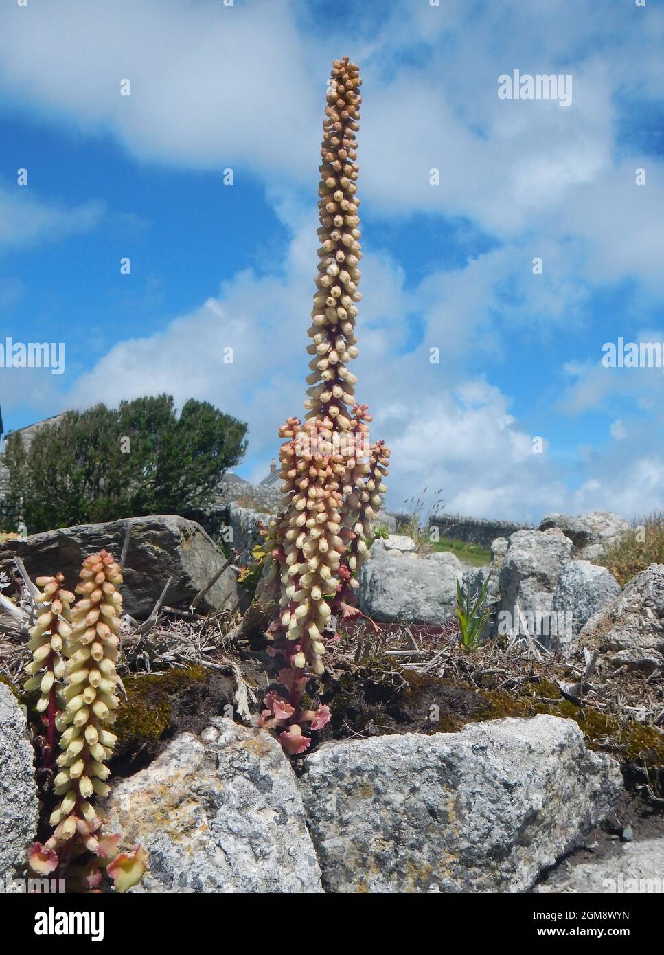 Navelwort - Umbilicus rupestris Stock Photo - Alamy