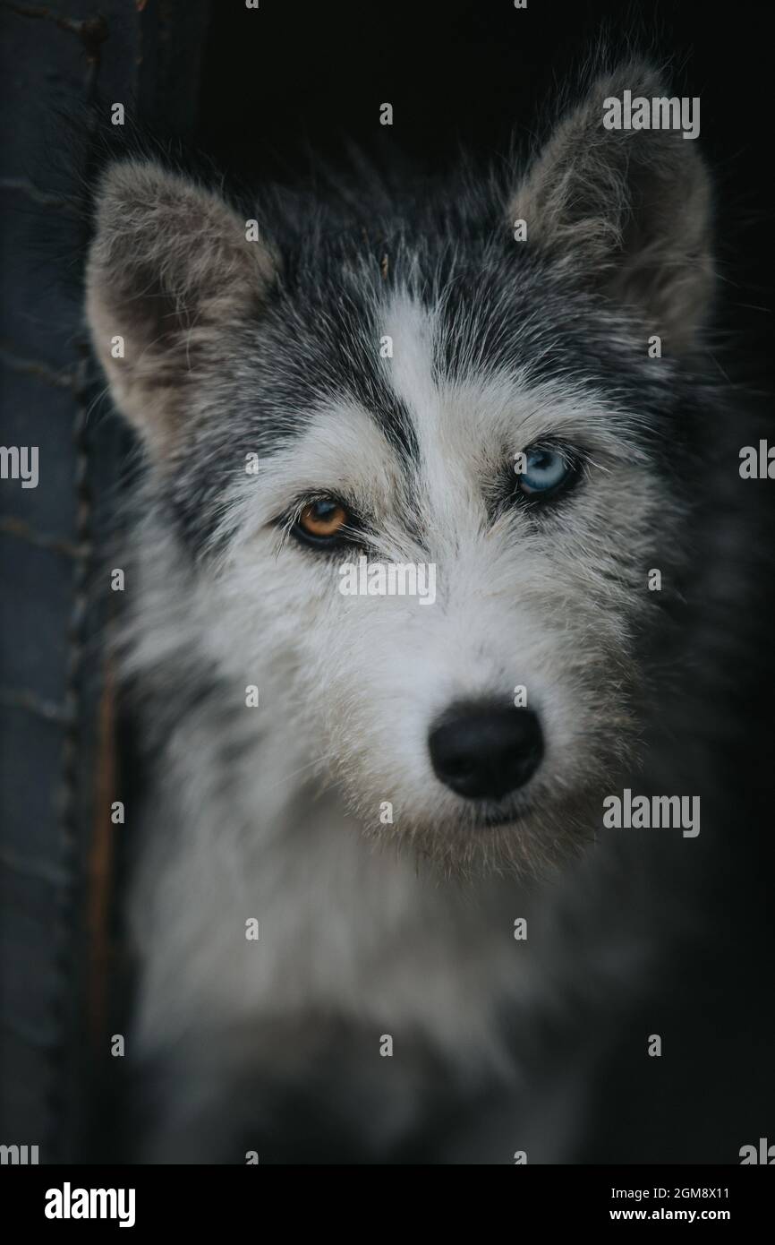 Two colored dog hi-res stock photography and images - Alamy