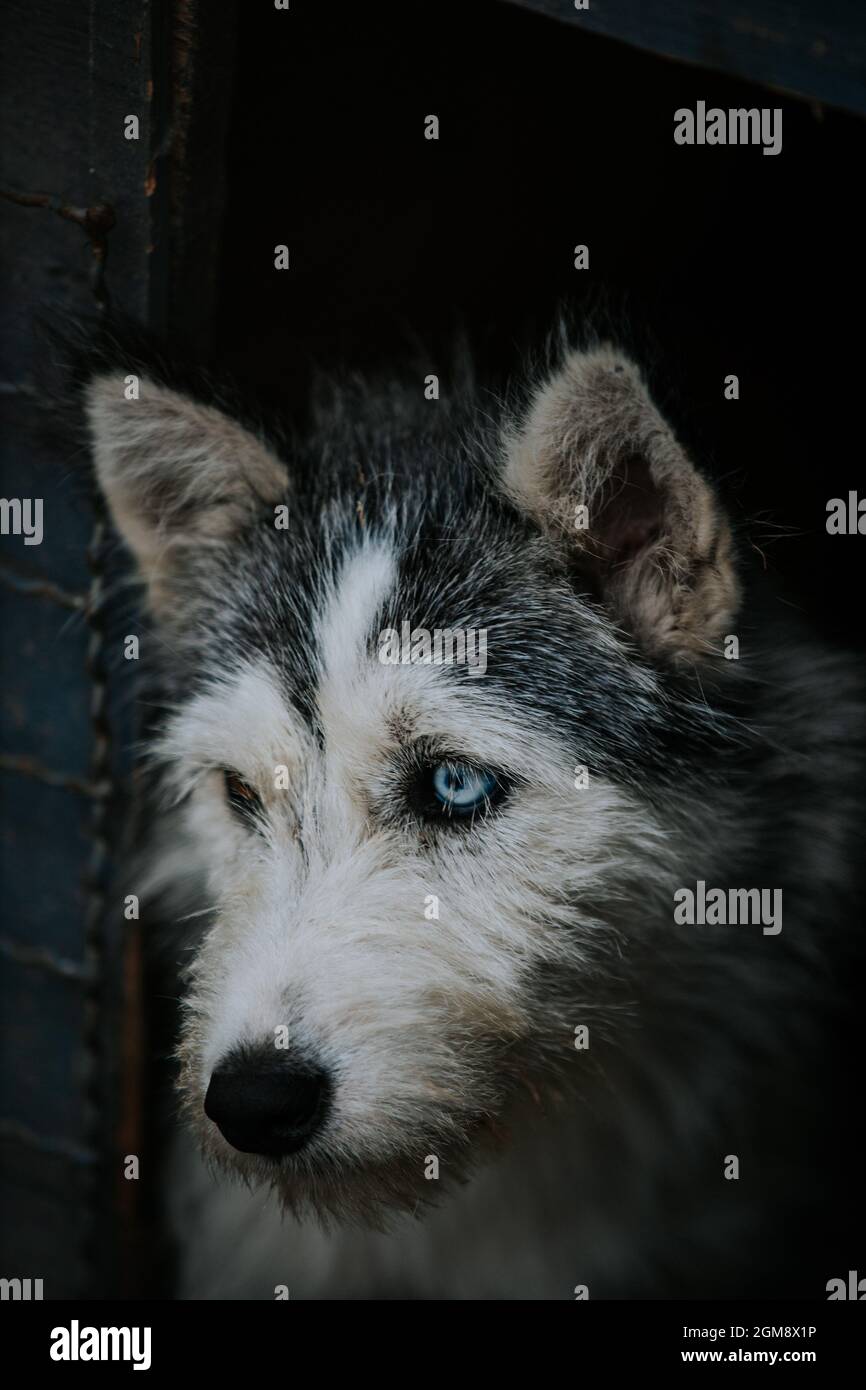 Adorable hairy Siberian Husky with 2 colored eyes Stock Photo - Alamy