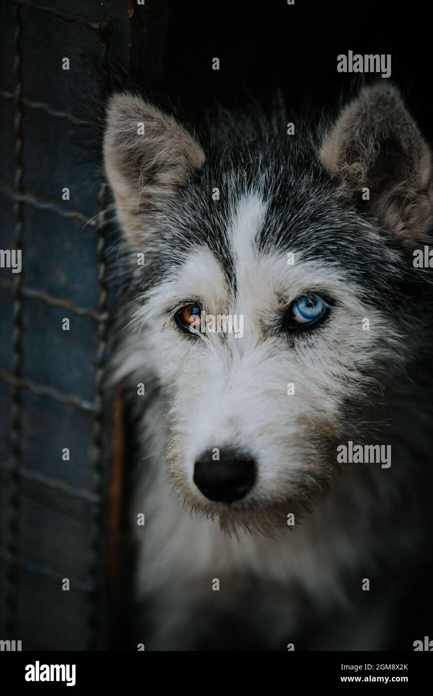 Adorable hairy Siberian Husky with 2 colored eyes Stock Photo - Alamy