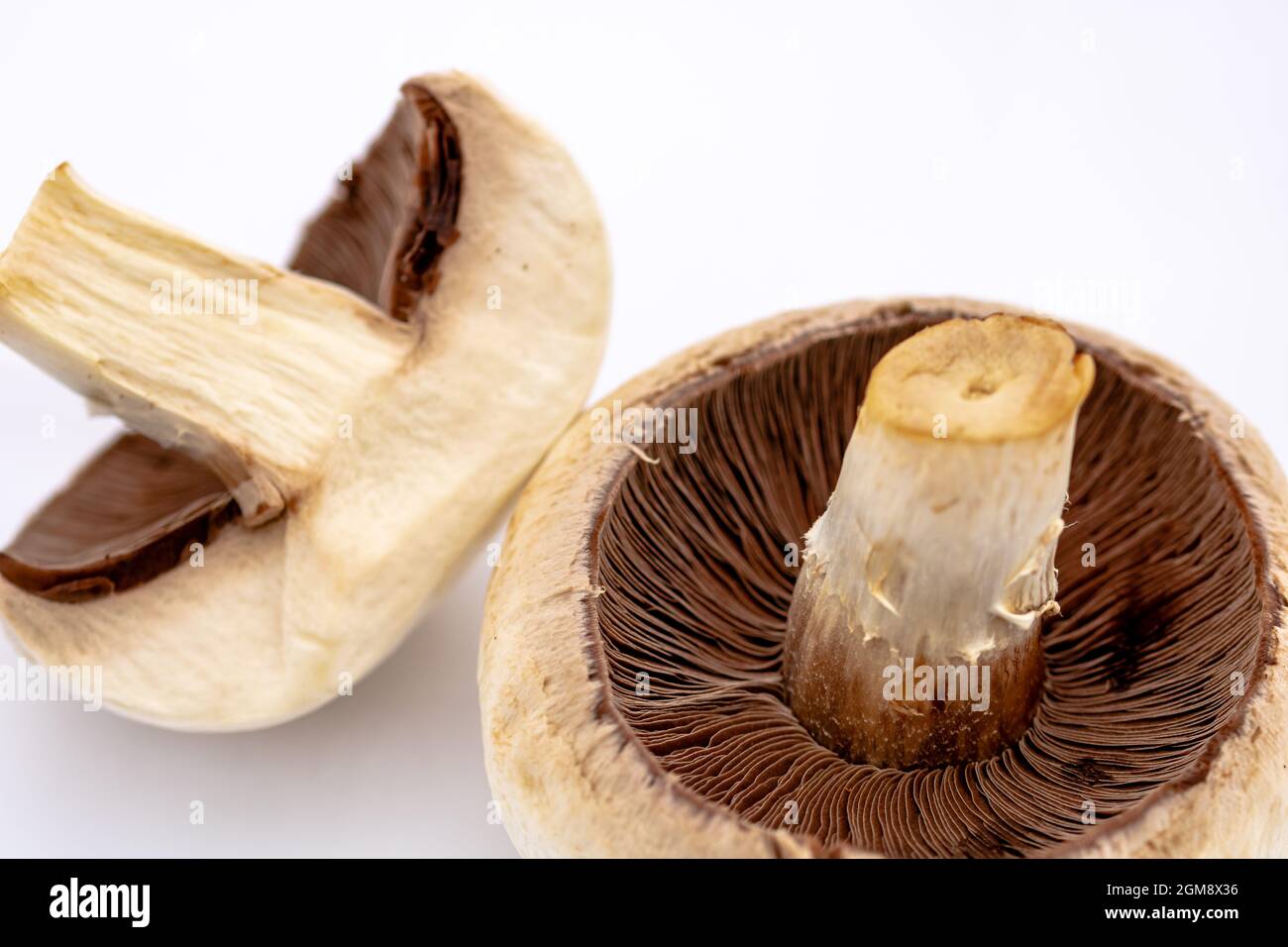 Closeup of the fresh champignon mushrooms on white background Stock ...