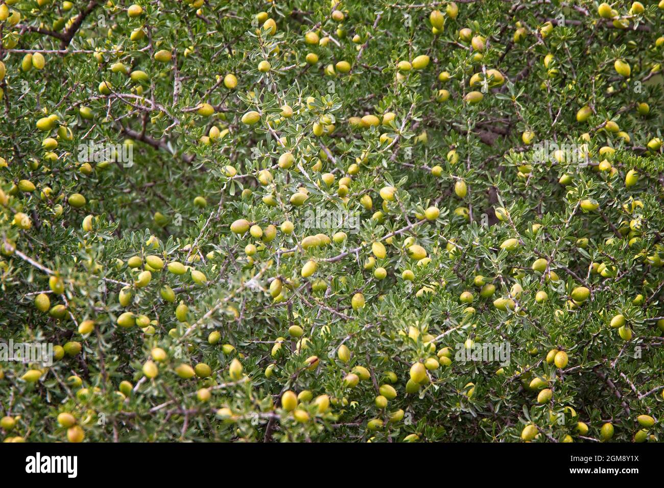 A fruiting Argan (Argania spinosa) tree from which argan oil is ...
