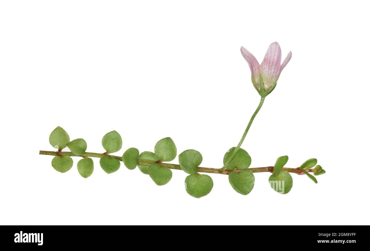 Bog Pimpernel - Anagallis tenella Stock Photo - Alamy