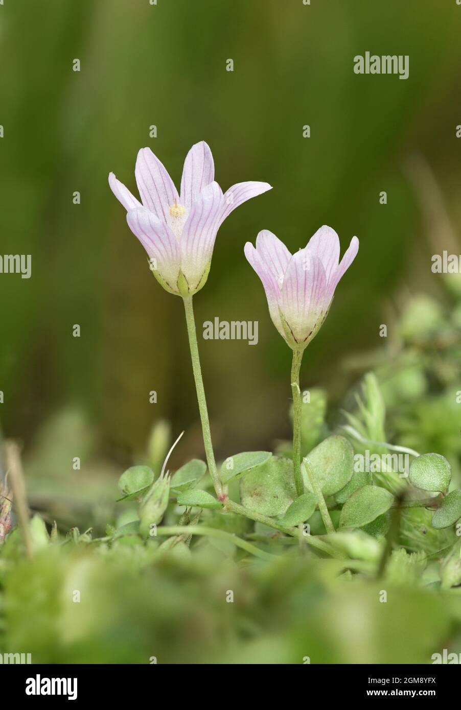 Bog Pimpernel - Anagallis tenella Stock Photo - Alamy
