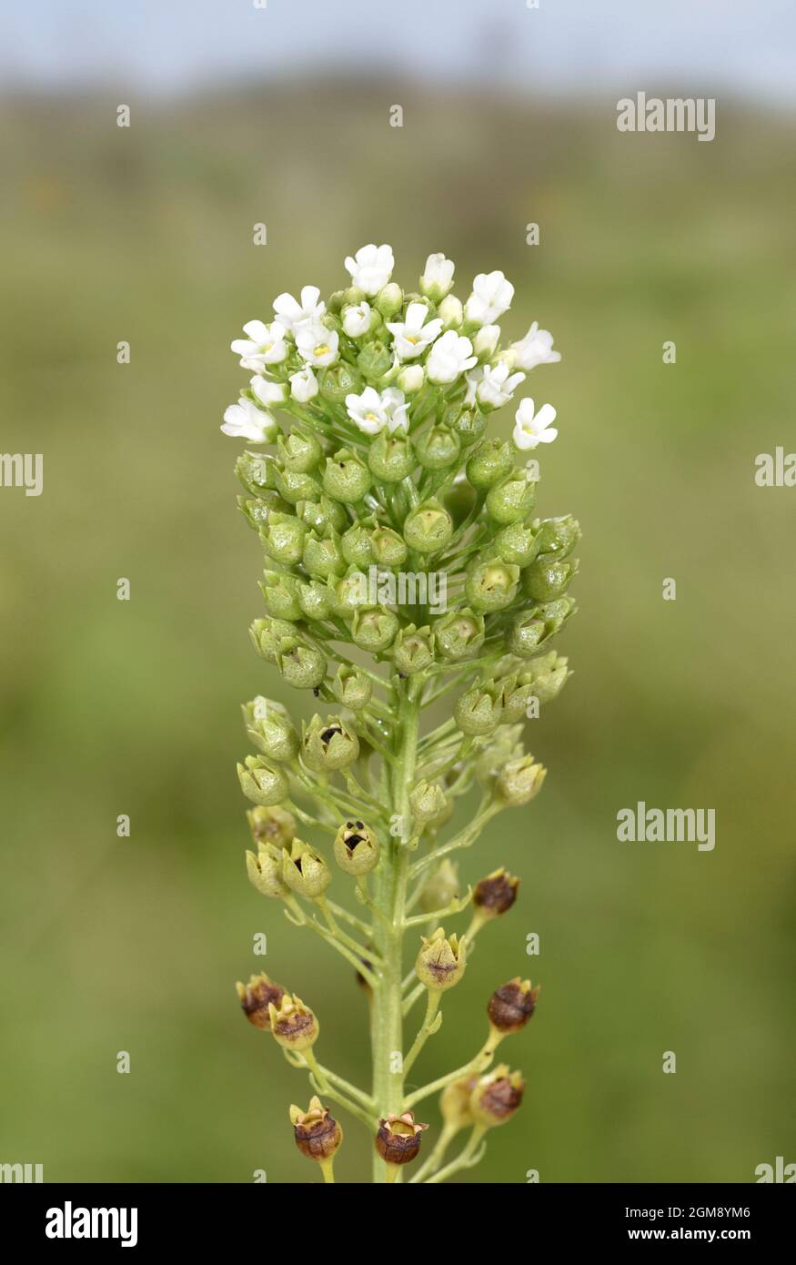 Samolus hi-res stock photography and images - Alamy