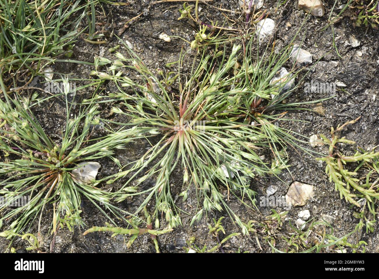 Frog Rush - Juncus ranarius Stock Photo - Alamy