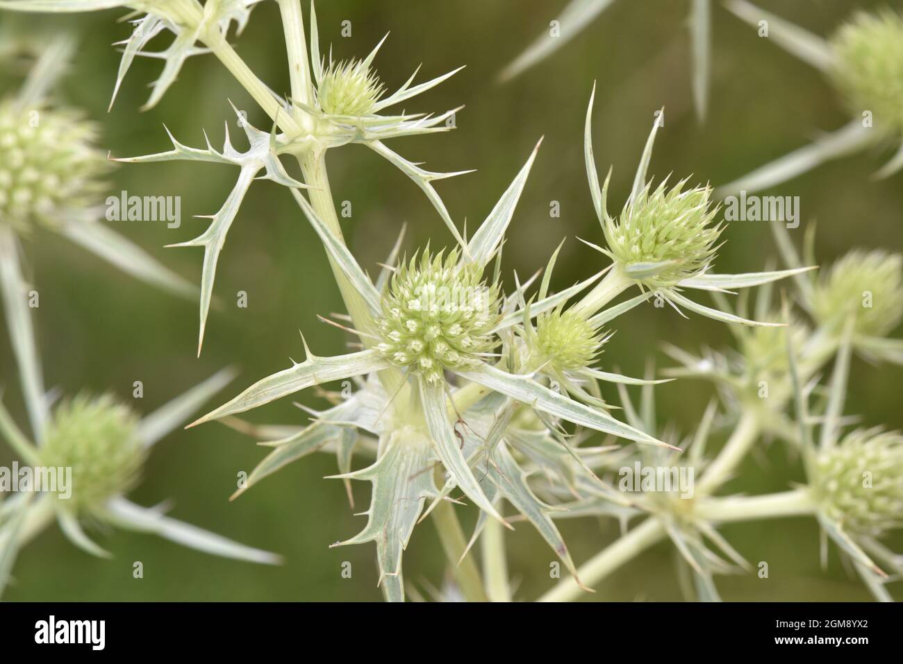 Field Eryngo - Eryngium campestre Stock Photo - Alamy
