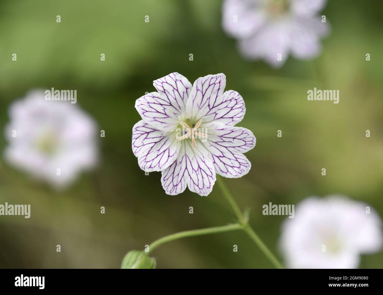 Pencilled Crane's-bill - Geranium versicolor Stock Photo - Alamy
