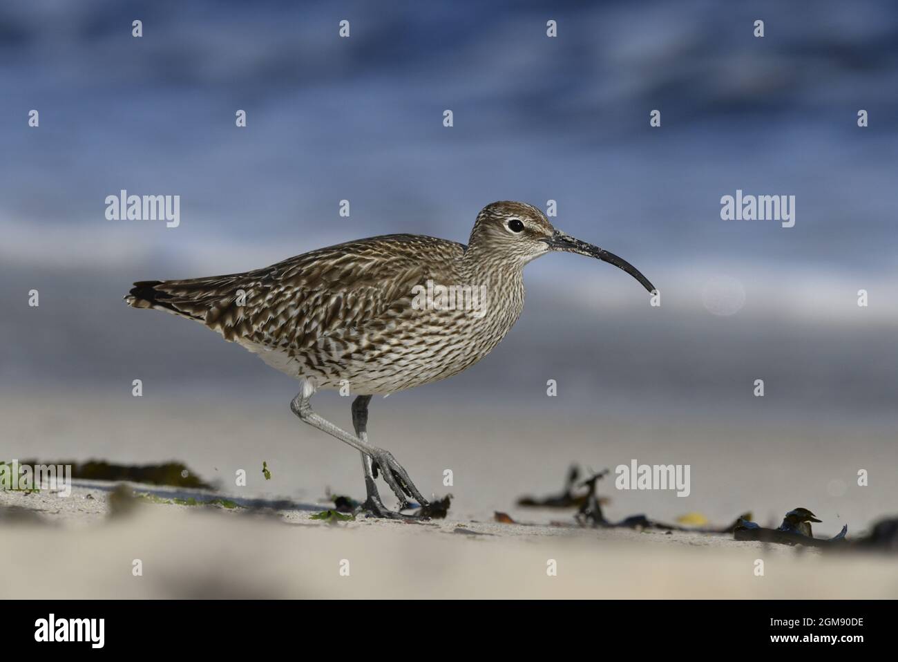 Whimbrel - Numenius phaeopus Stock Photo - Alamy