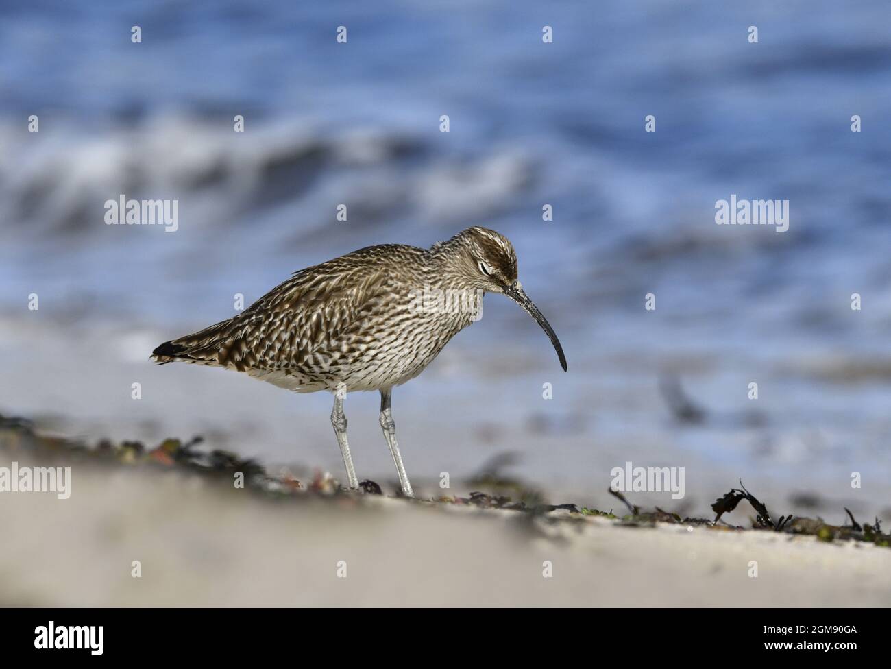 Whimbrel - Numenius phaeopus Stock Photo - Alamy