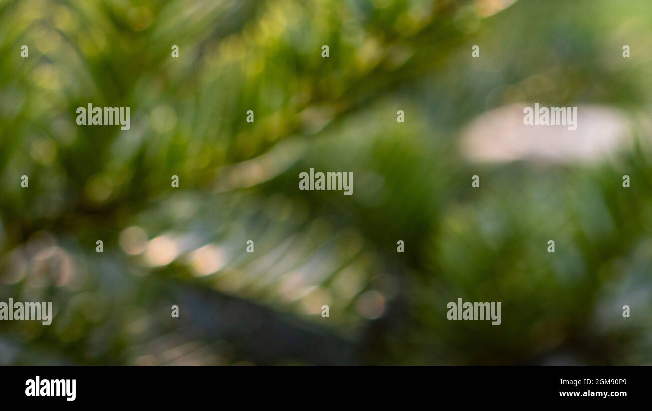 Natural defocused background hi-res stock photography and images - Alamy