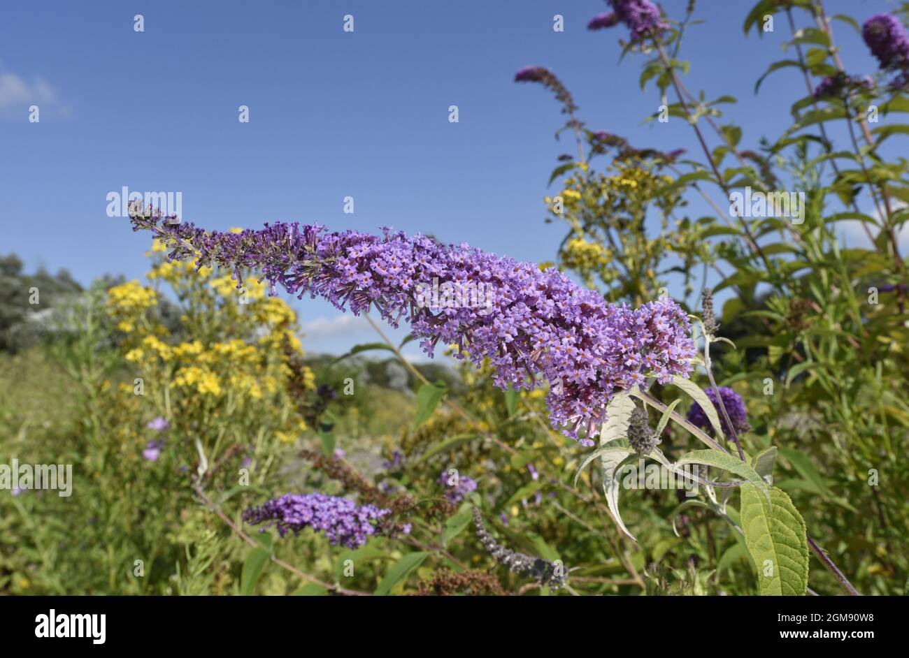 Butterfly-bush - Buddleja davidii Stock Photo - Alamy