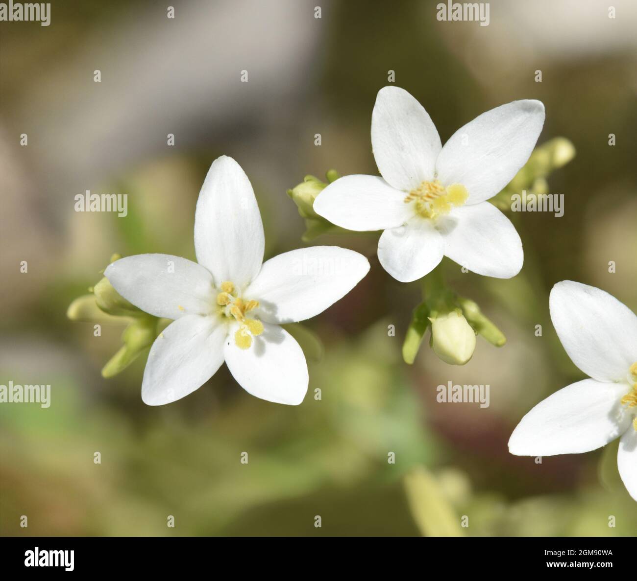 Common Centaury - Centaurium erythraea Stock Photo - Alamy