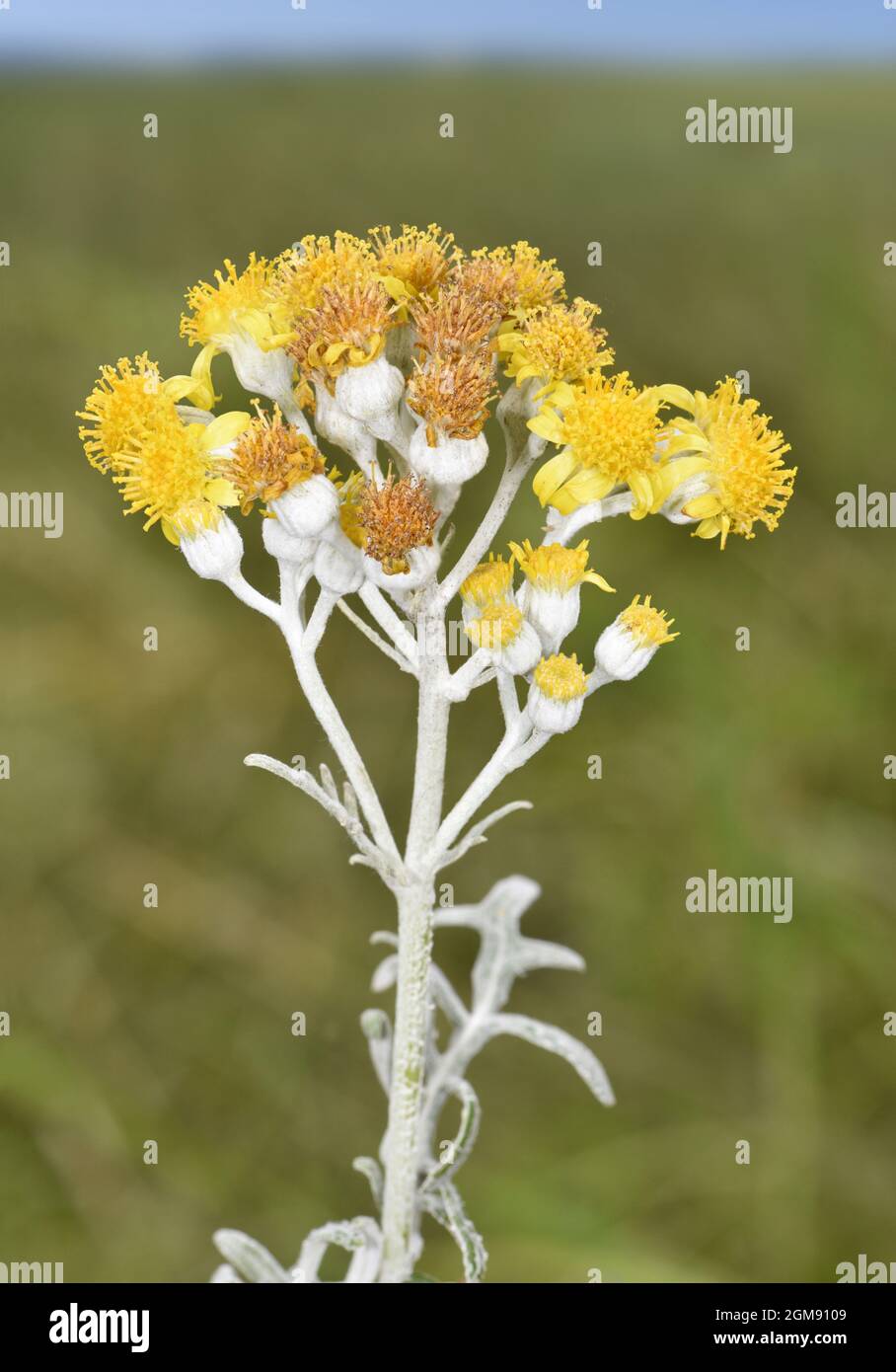 Jacobaea maritima hi-res stock photography and images - Alamy