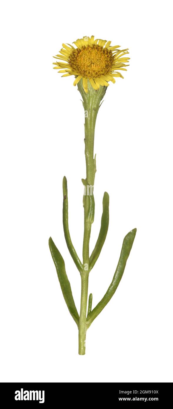 Golden Samphire - Inula crithmoides Stock Photo - Alamy