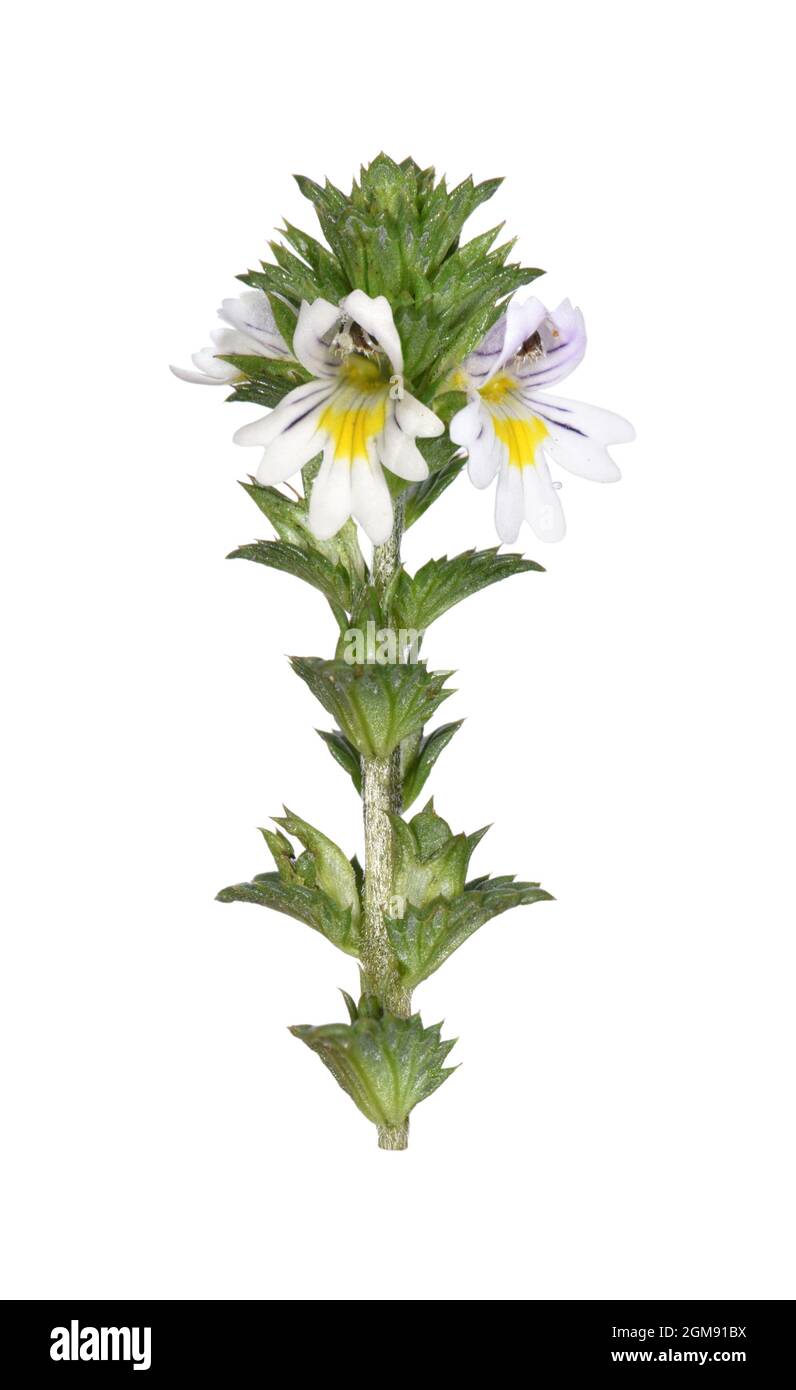 Eyebright - Euphrasia officinalis Stock Photo - Alamy