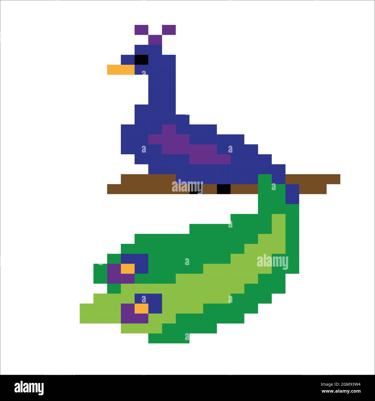 Peacock bird isolated hi-res stock photography and images - Alamy