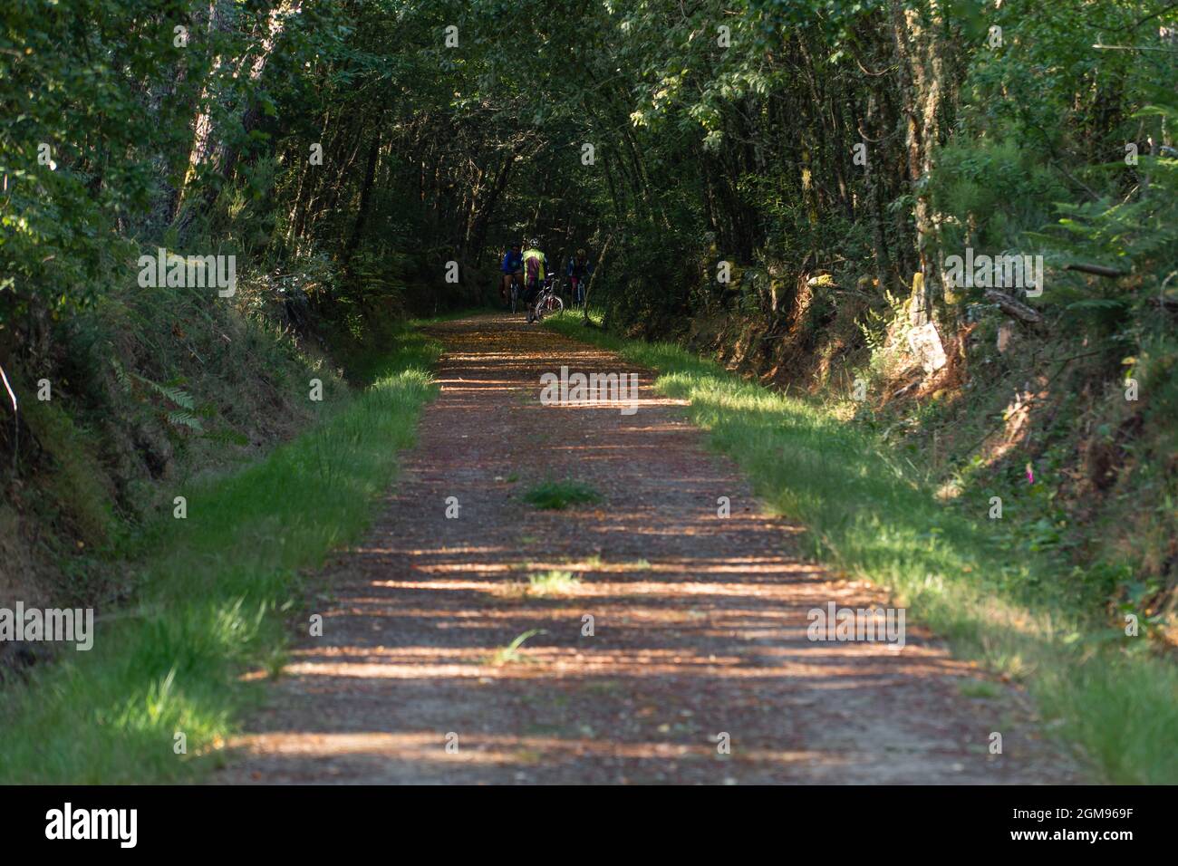 Path between the trees Stock Photo - Alamy