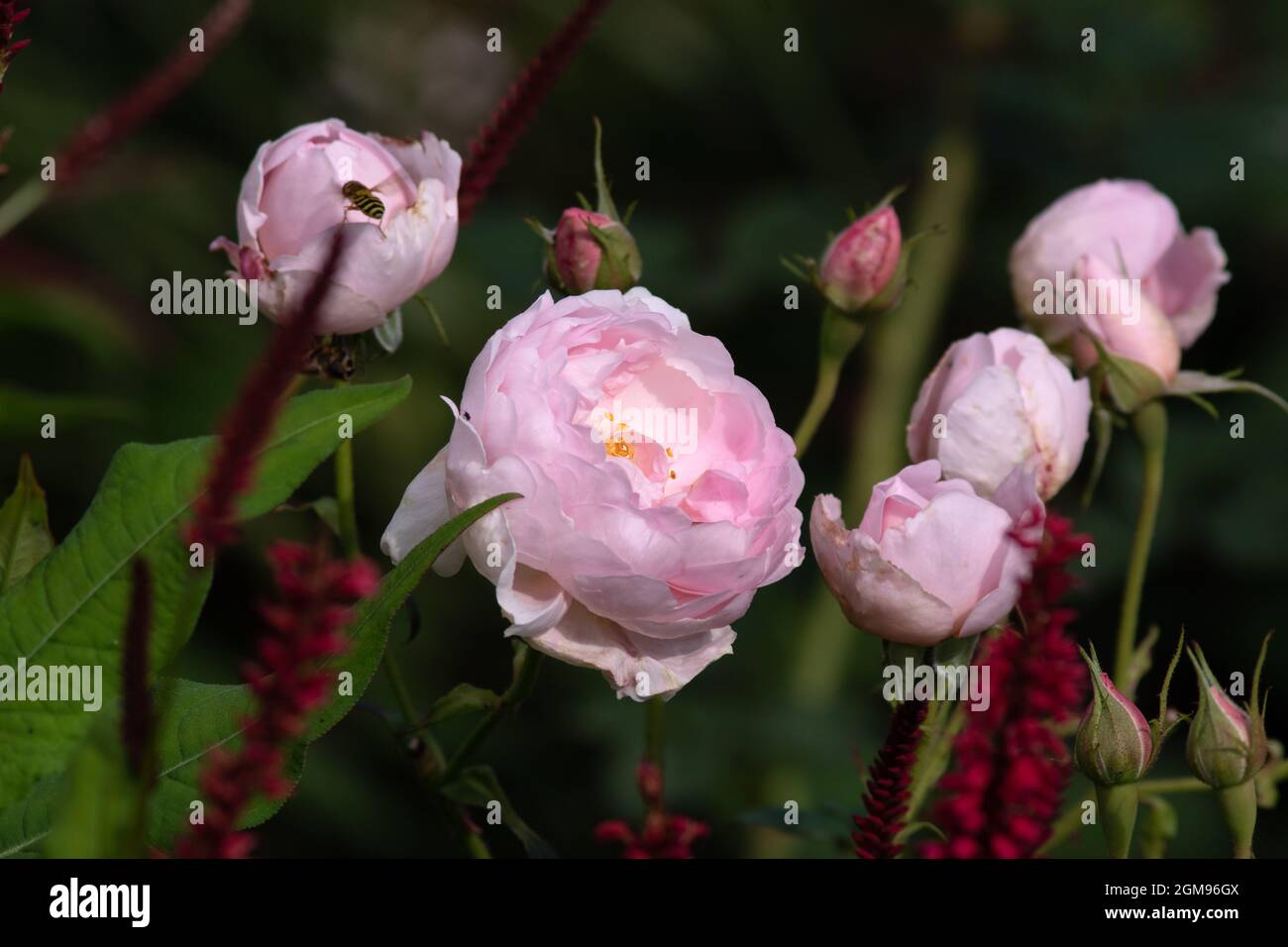 Rose Scepter'd Isle Stock Photo - Alamy