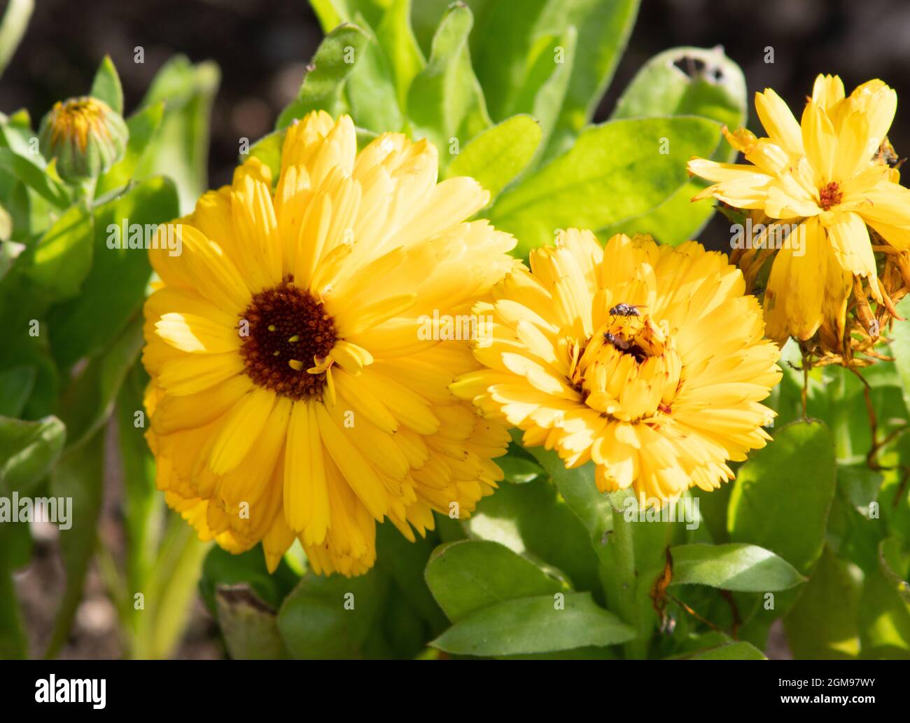 Calendula officinalis 'Calexis Yellow' Stock Photo - Alamy
