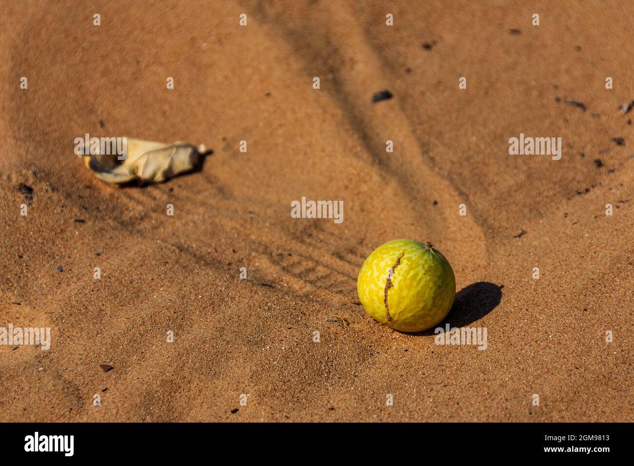 A ripe colocynth (Citrullus colocynthis) fruit in the Dubai desert ...