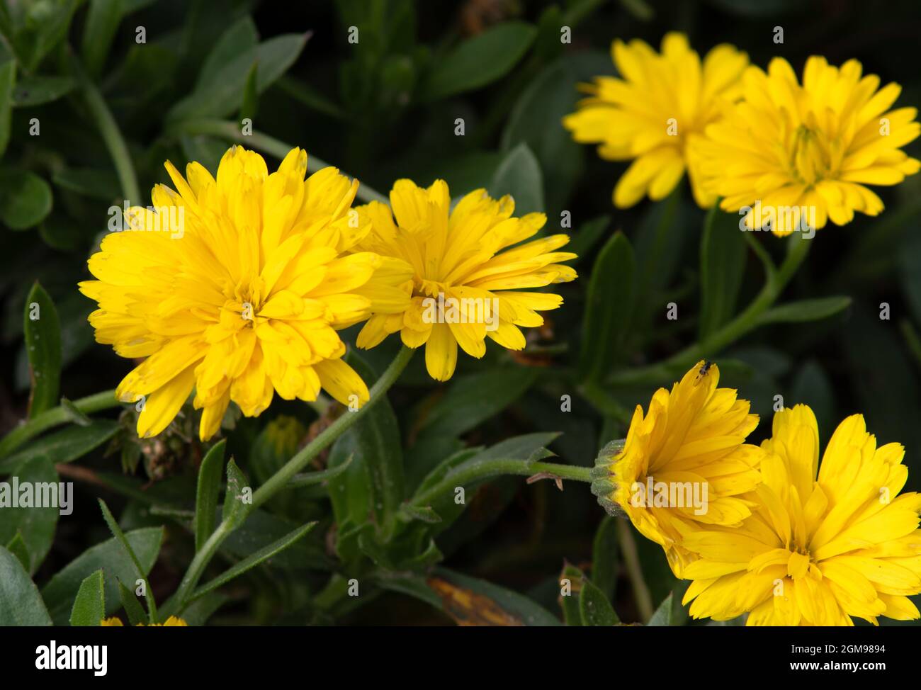 Calendula plant hi-res stock photography and images - Alamy