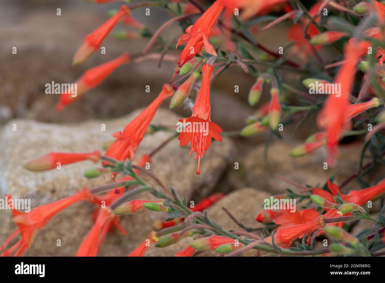 Zauschneria californica hybrid hi-res stock photography and images - Alamy