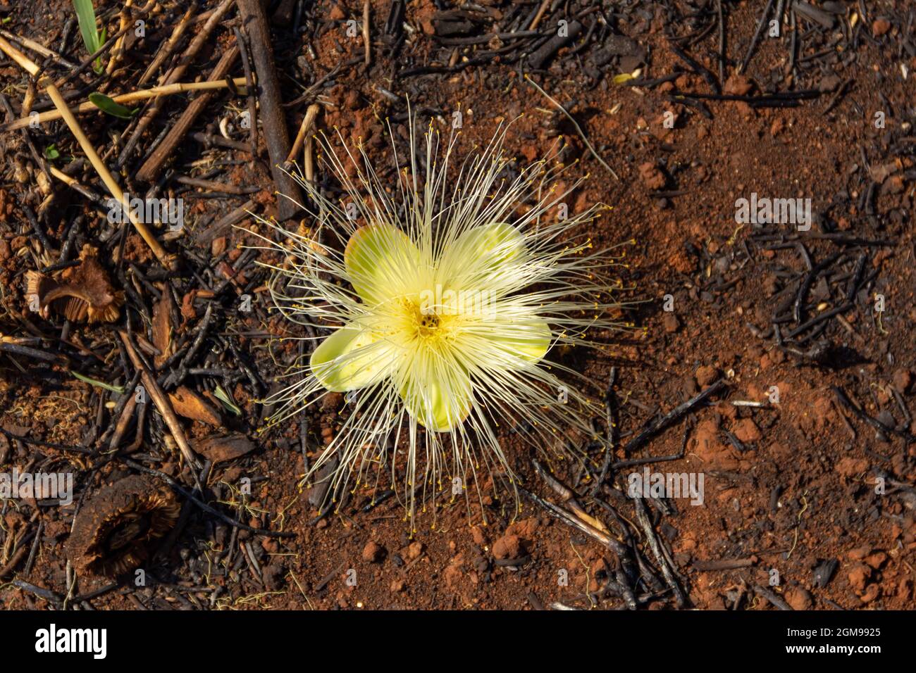 Pequi flower lying on the floor. Tree typical of the Cerrado of Goiás ...