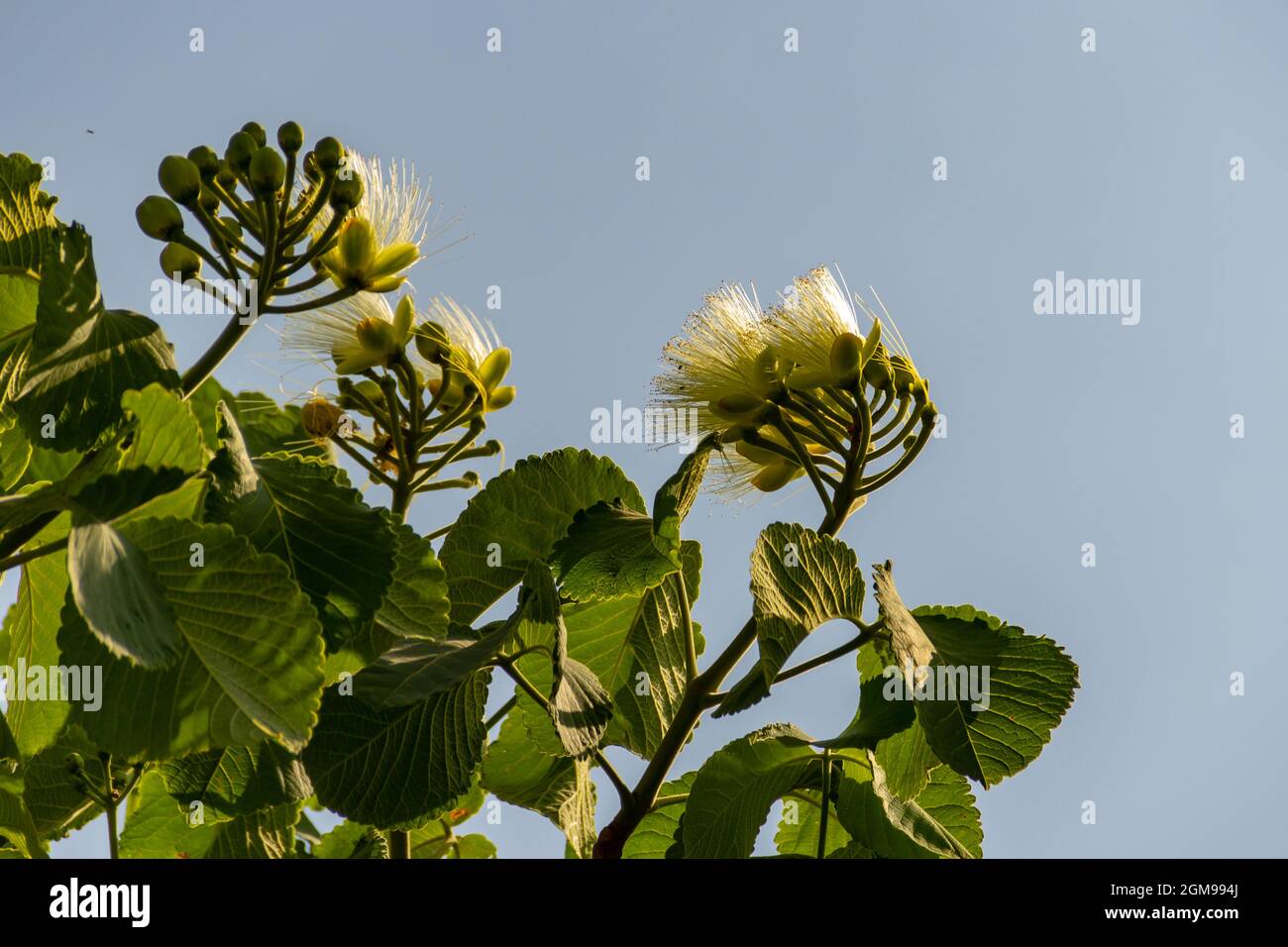 Flowered pequi tree. Flowers on the pequi tree. Pequi is a typical ...