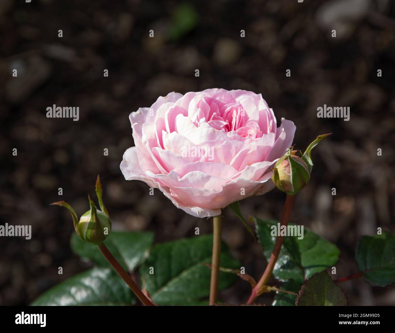 Silas marner hi-res stock photography and images - Alamy