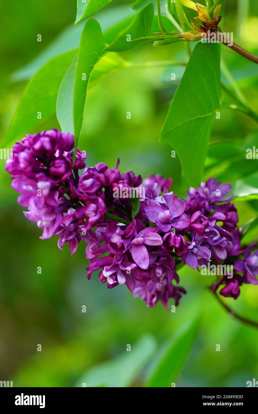 Purple flower clusters of fragrant lilac (syringa Stock Photo - Alamy